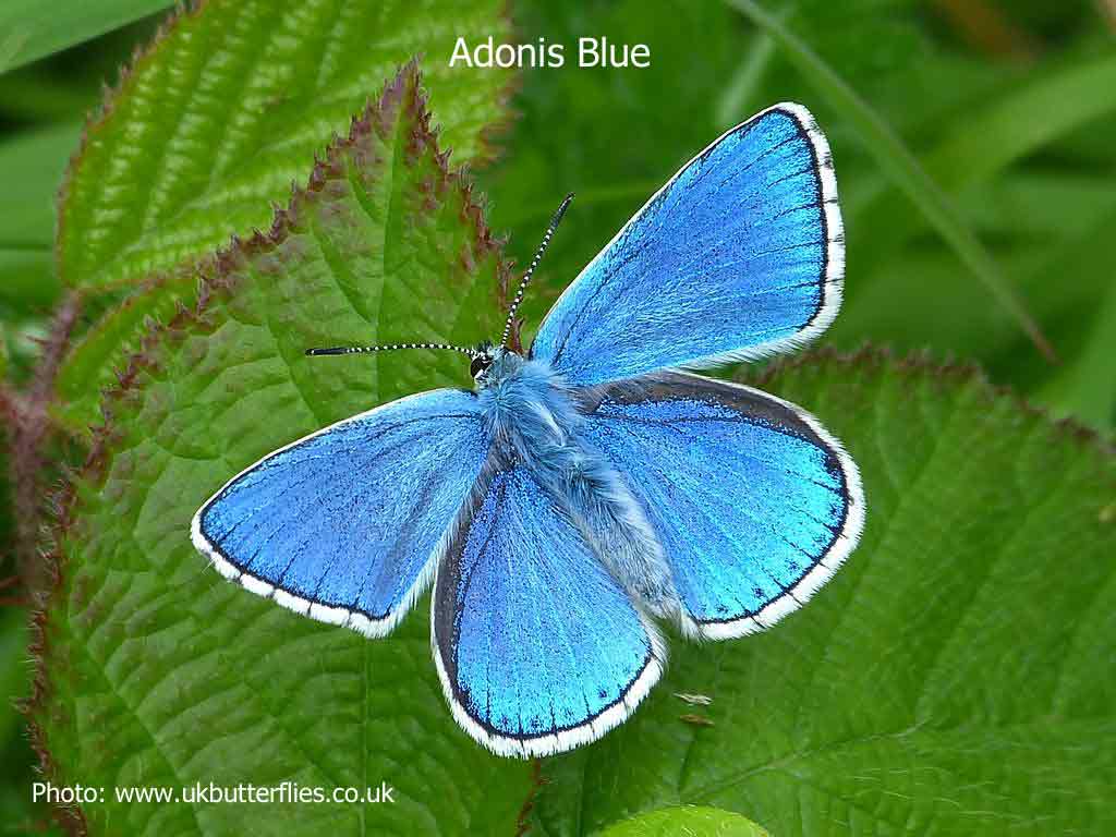 Adonis-Blue