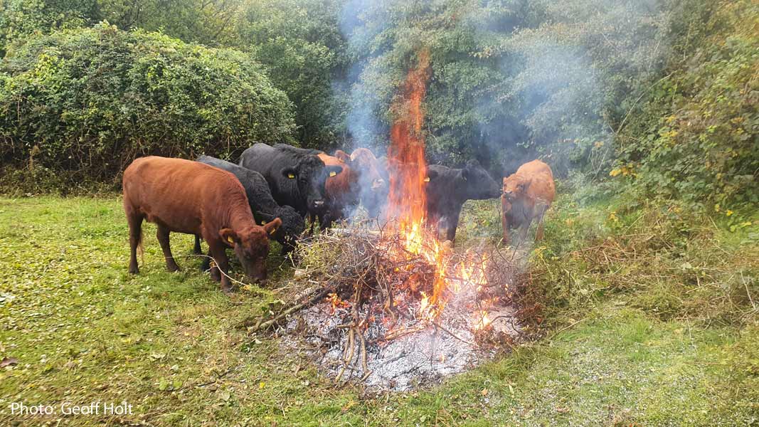 20201008_122223_Cattle-&-Fire