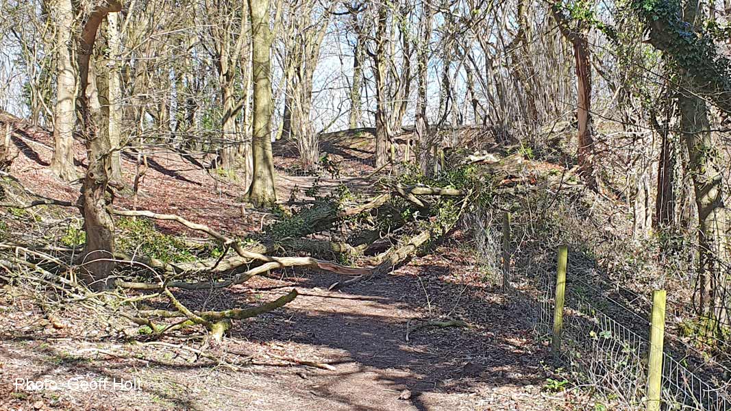 20230404_122707_Fallen-Tree